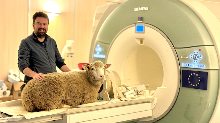 Sheep Voice fMRI | Scott Love